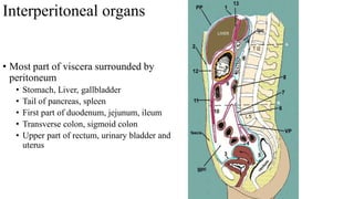 Peritoneum & cavities | PDF