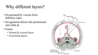 Peritoneum & cavities | PPT