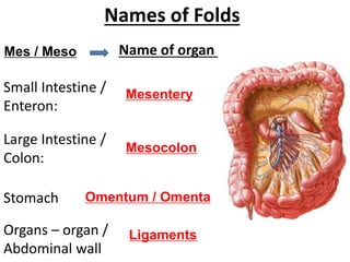 Mesocolon And Mesentery