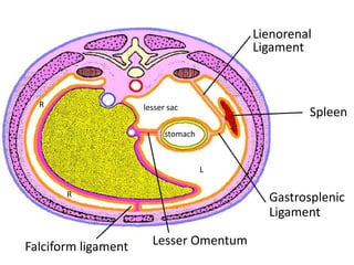 Lienorenal Ligament