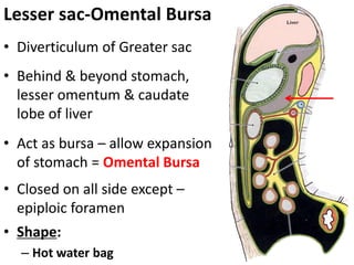 Greater And Lesser Sac