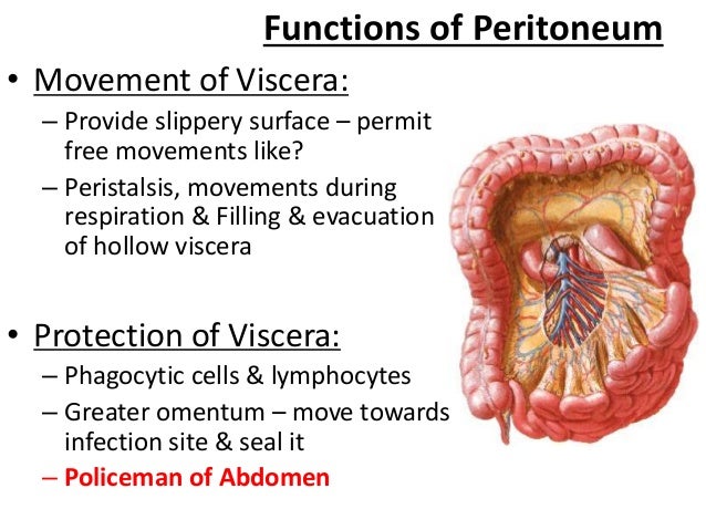 Peritoneum Dr. Mehul Tandel