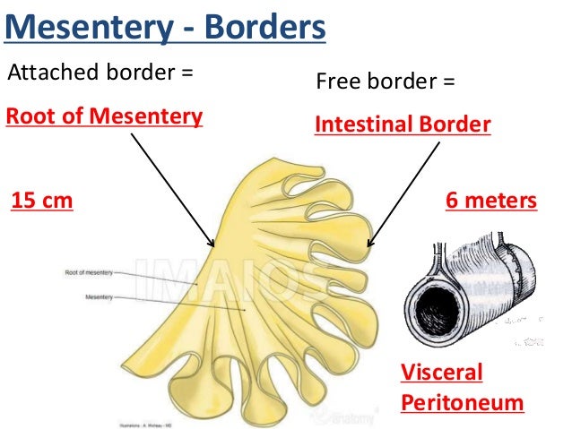 Peritoneum Dr. Mehul Tandel