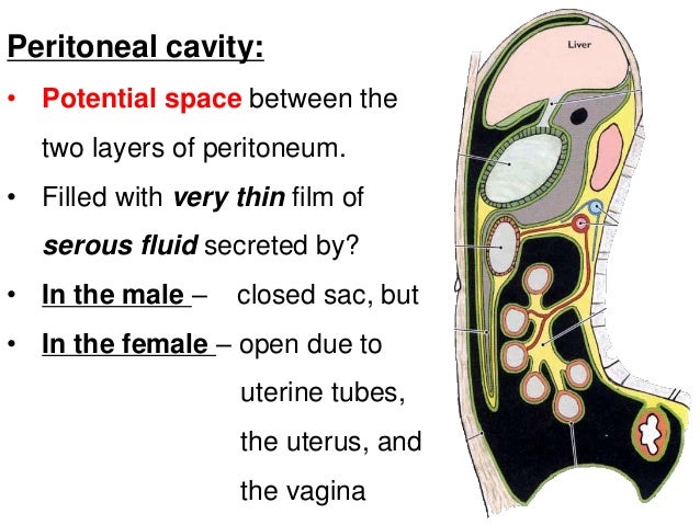 Peritoneum Dr. Mehul Tandel