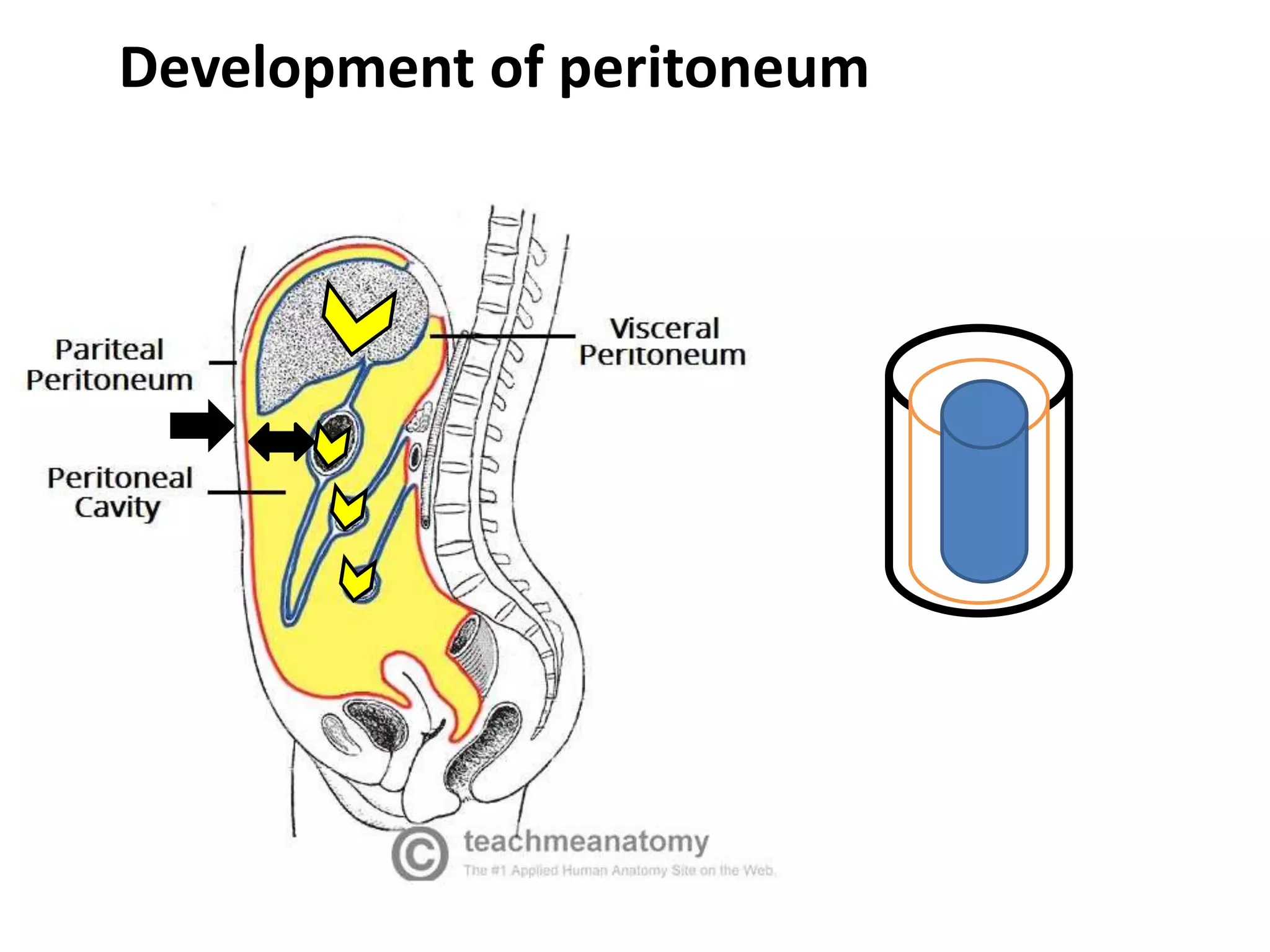 Peritoneum i | PPTX