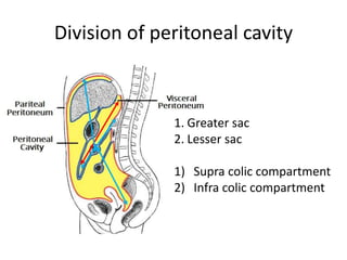 Peritoneum i | PPTX