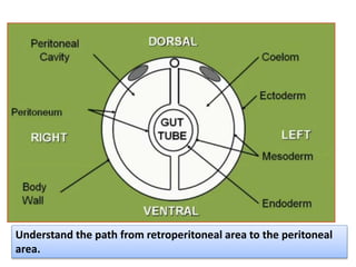 Peritoneum i | PPTX
