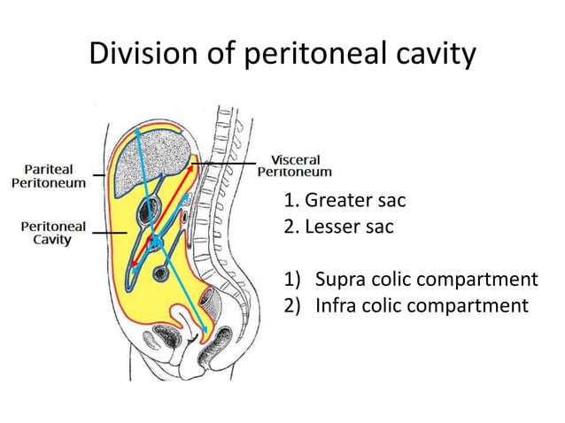 Peritoneum i