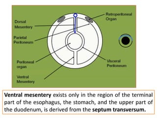 Parietal Peritoneum Frog