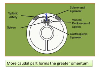 Parietal Peritoneum Frog