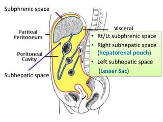 Peritoneum ii | PPTX