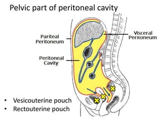 Peritoneum ii | PPTX