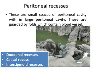 Peritoneum ii | PPTX