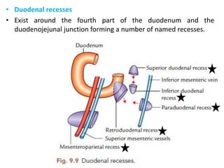 Peritoneum ii | PPTX