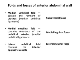 Peritoneum ii | PPTX