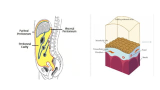 PERITONEUM STRUCTURE AND FUNCTION IN PERITONEAL DIALYSIS | PPTX
