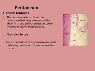 Visceral Peritoneum Histology