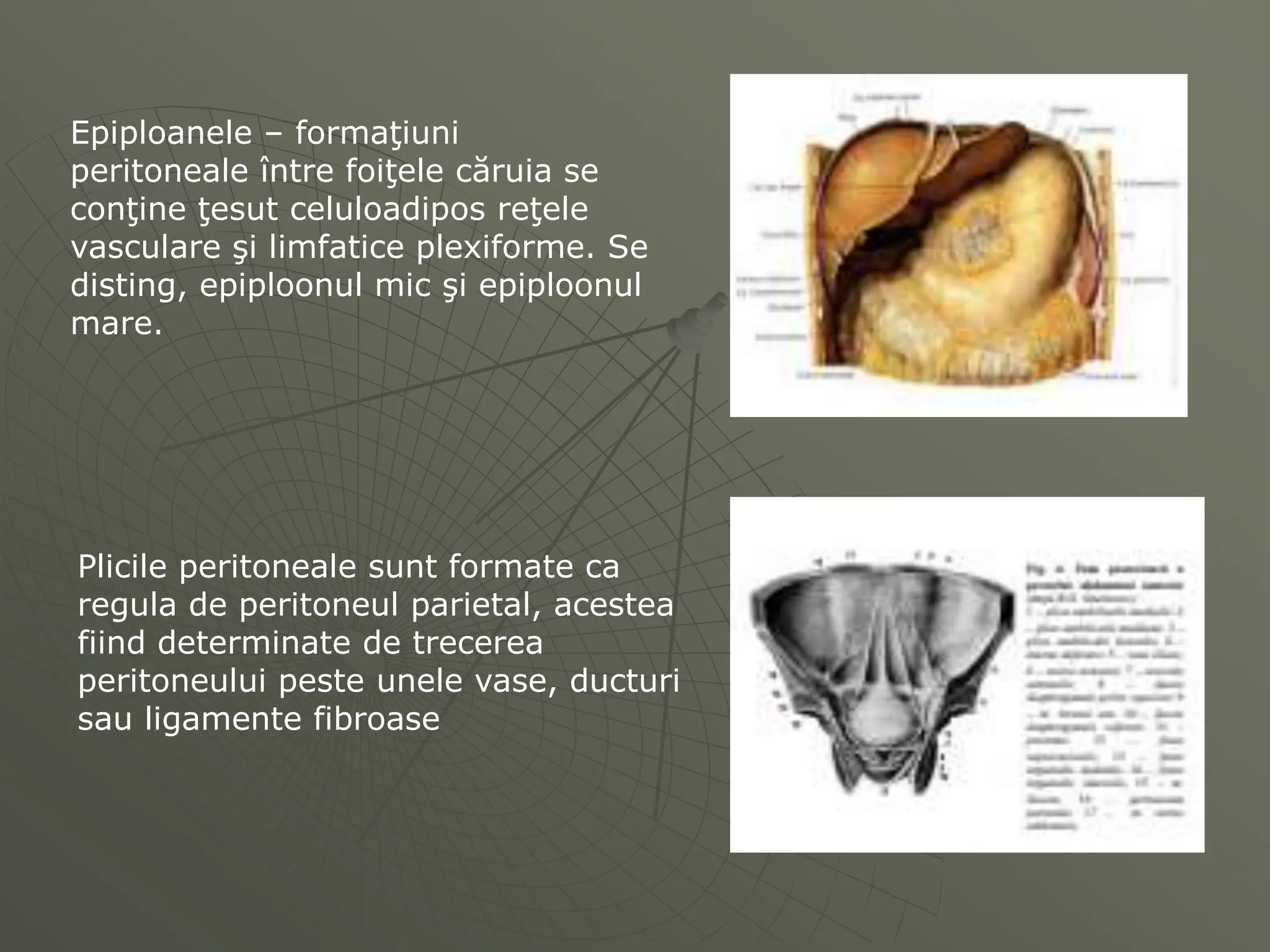 peritoneu Omentul mic, omentul mare si bursa omentala.ppt