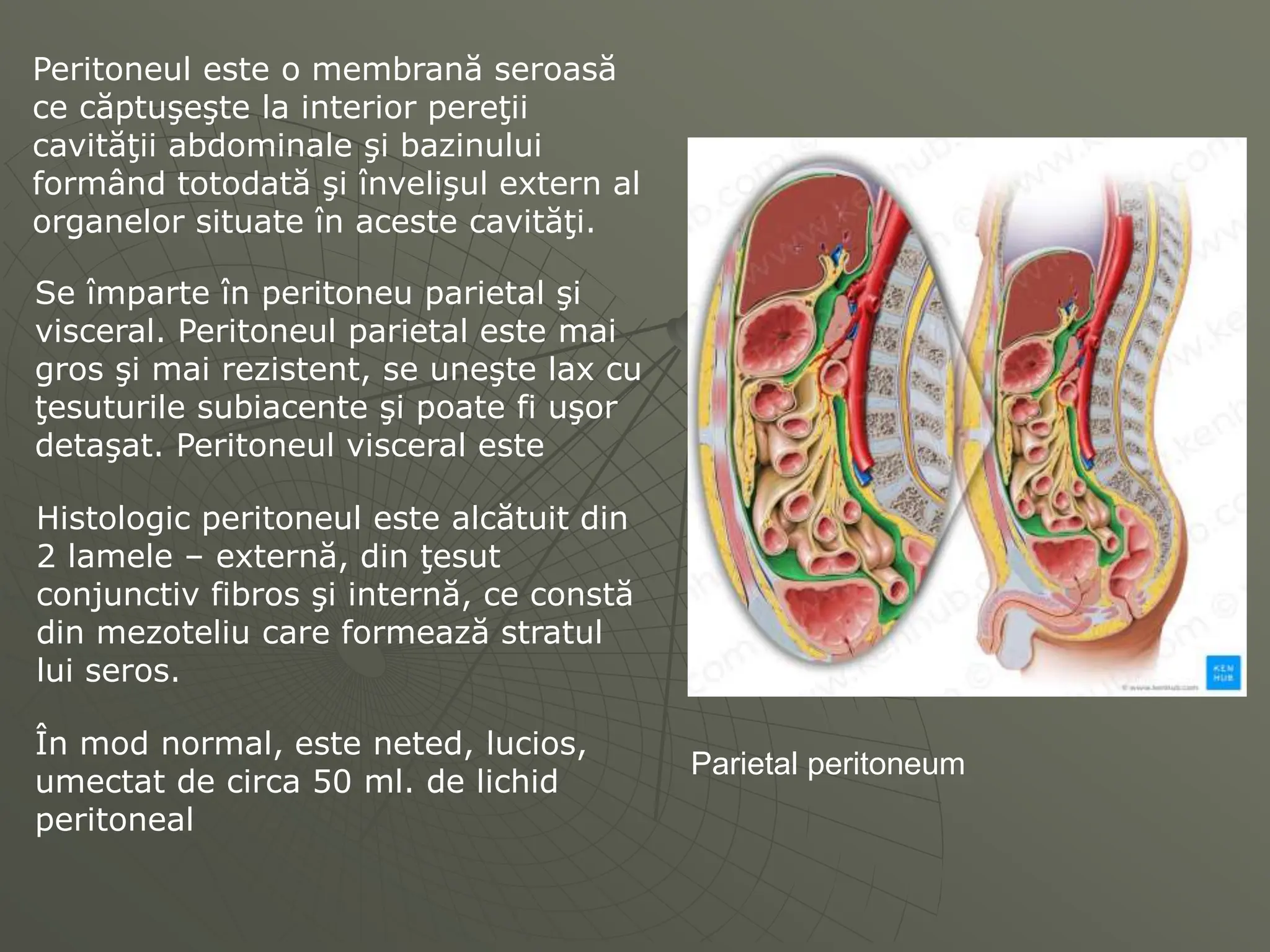 peritoneu Omentul mic, omentul mare si bursa omentala.ppt