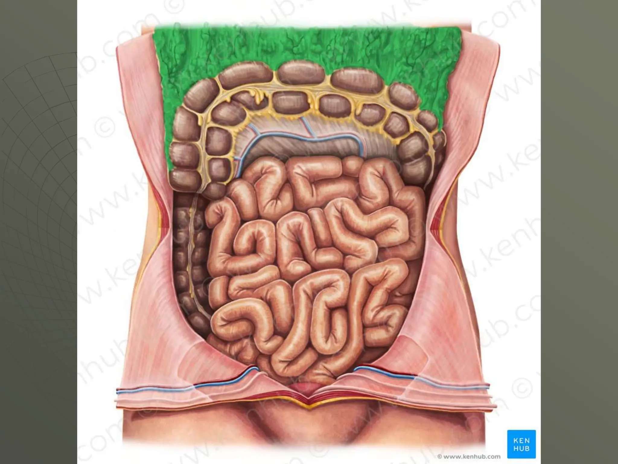 peritoneu Omentul mic, omentul mare si bursa omentala.ppt