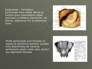 peritoneu Omentul mic, omentul mare si bursa omentala.ppt