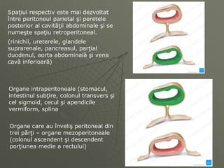 peritoneu Omentul mic, omentul mare si bursa omentala.ppt