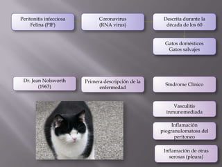 Peritonitis infecciosa felina | PPT