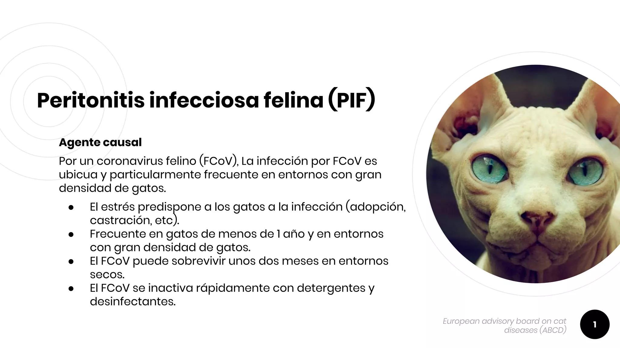 Peritonitis infecciosa felina | PDF
