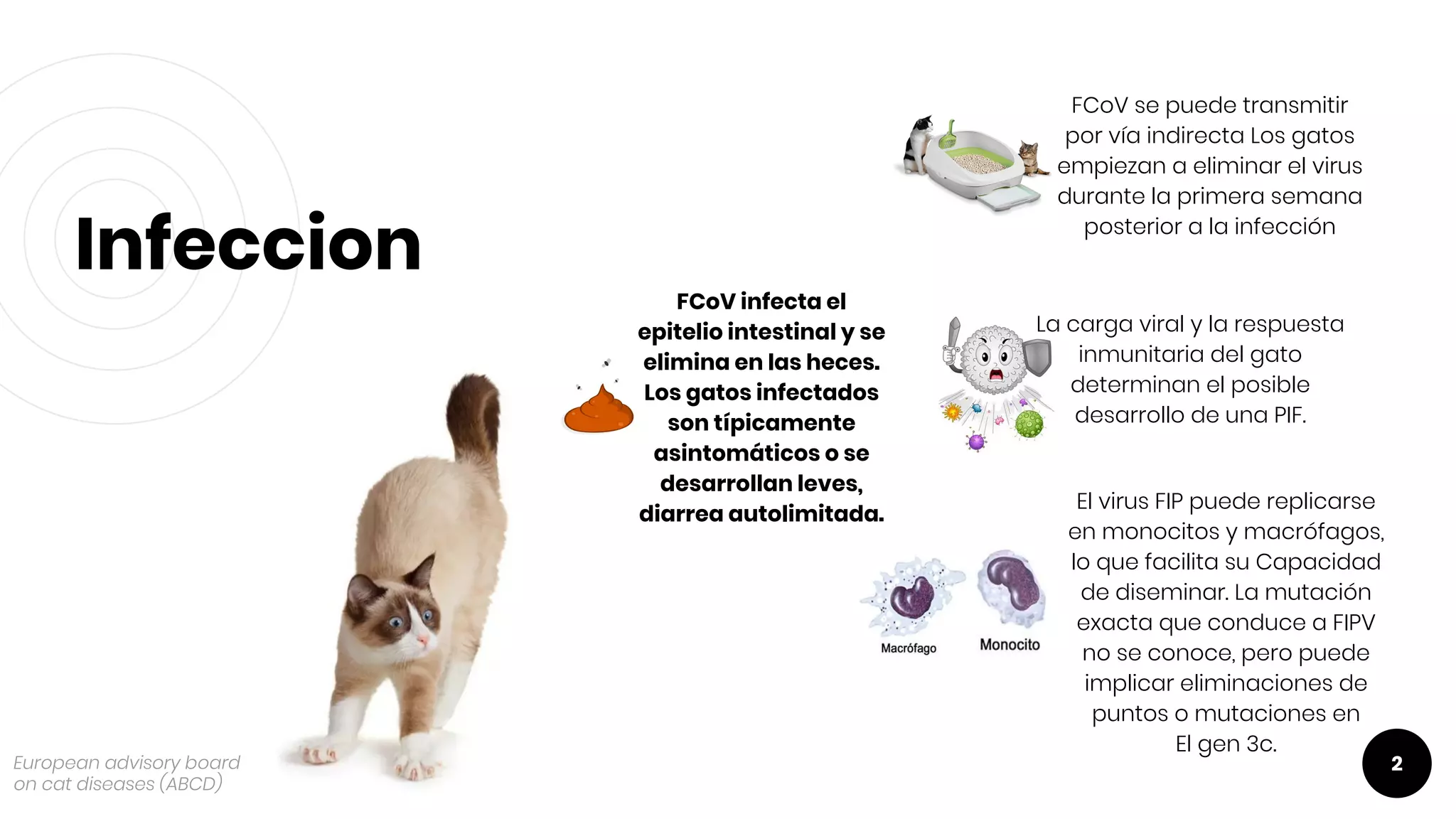 Peritonitis infecciosa felina | PDF