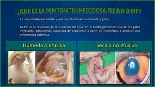 Peritonitis infecciosa felina (PIF) | PPTX