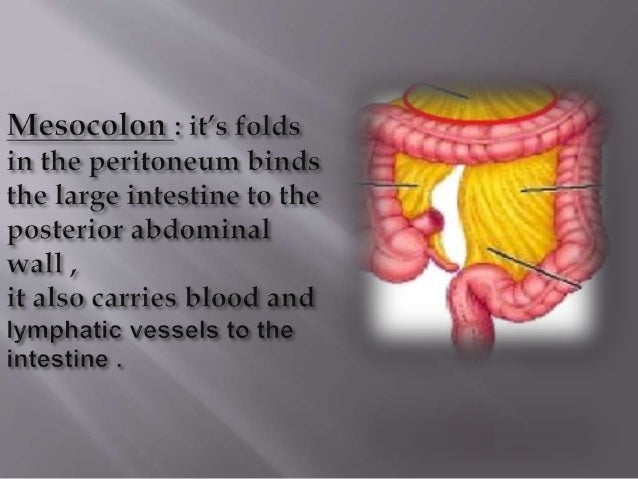 Peritonium (anatomy and physiology and pathology)
