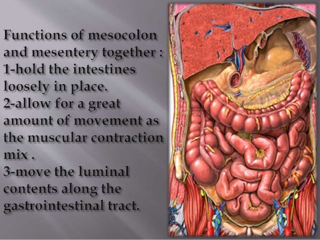 Peritonium (anatomy and physiology and pathology)