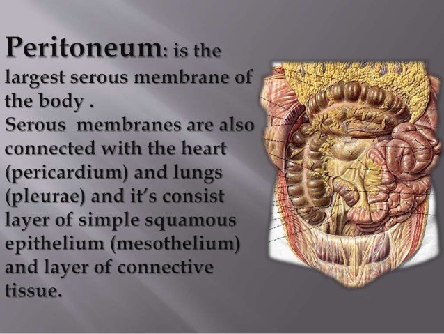 Peritonium (anatomy and physiology and pathology)