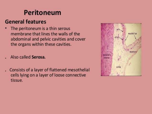 peritonium.pptx | Digestive Disorders | Diseases and Conditions