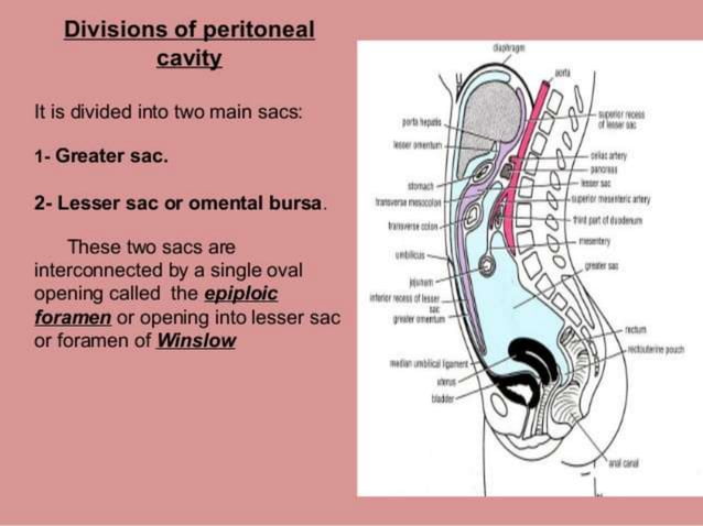 peritonium.pptx | Digestive Disorders | Diseases and Conditions
