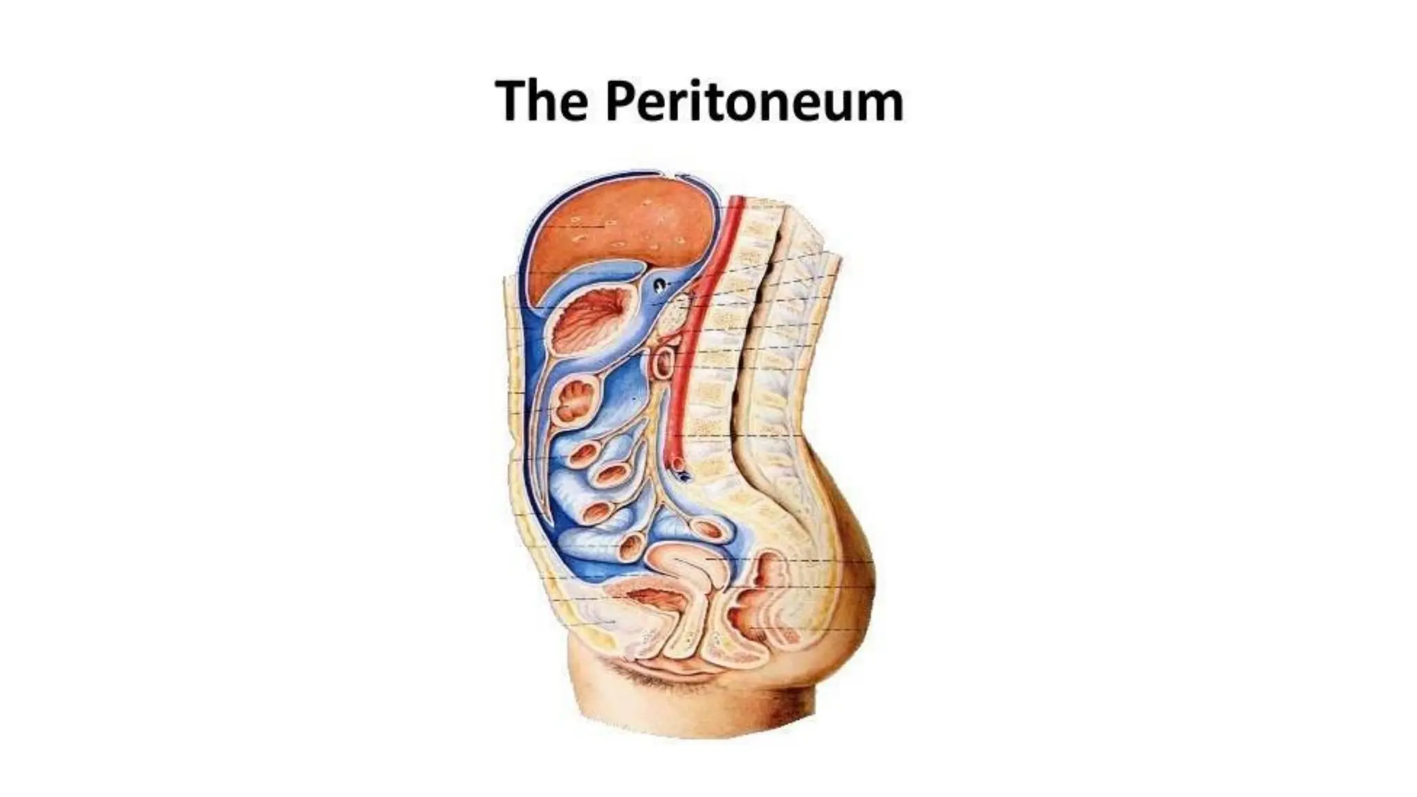 peritonium in detail full anatomy ppt.pdf