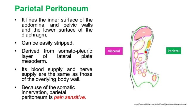 peritonium in detail full anatomy ppt.pdf