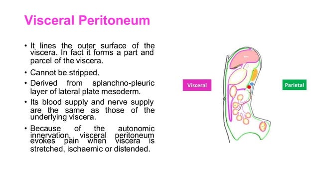 peritonium in detail full anatomy ppt.pdf