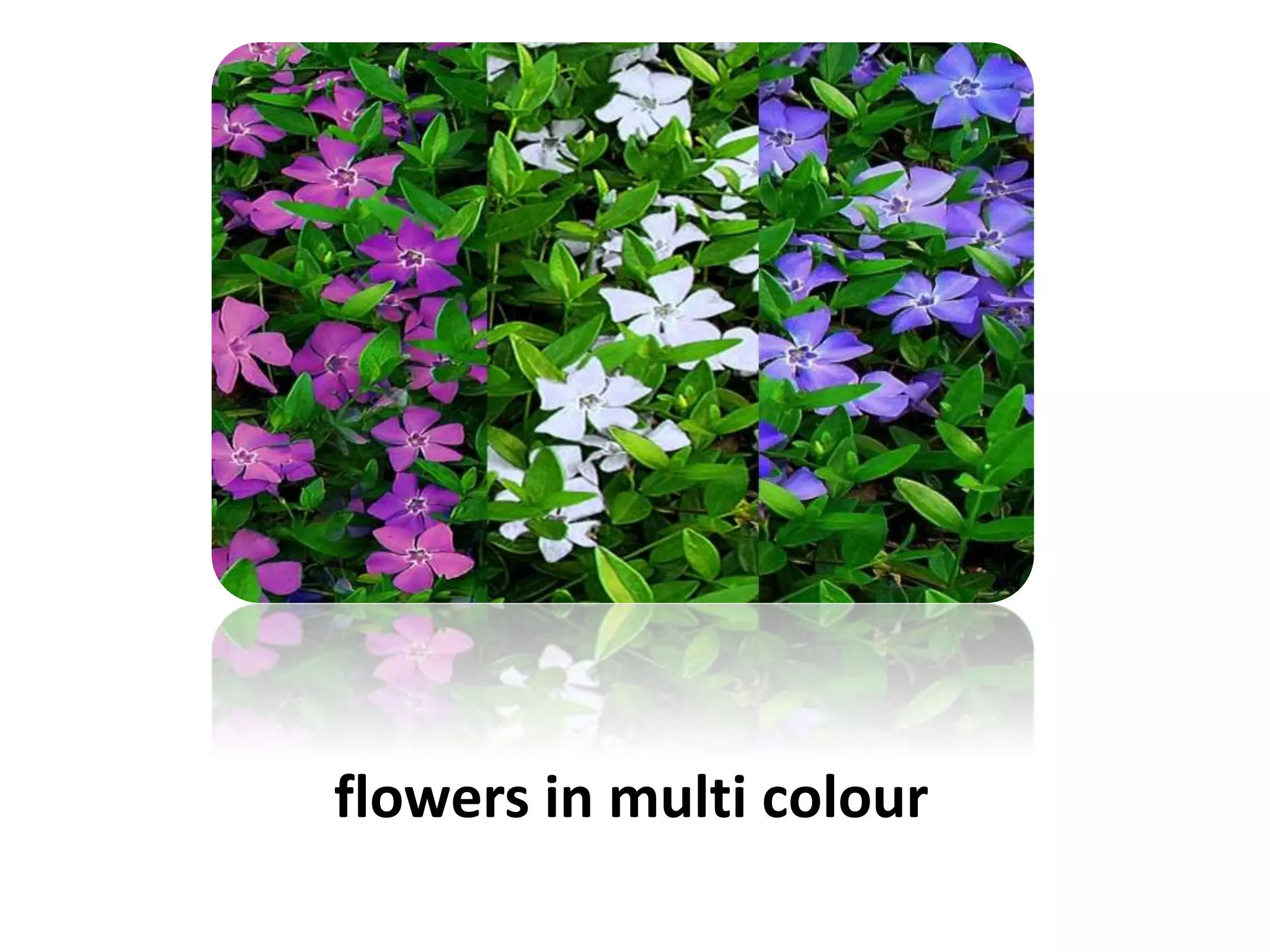 Periwinkle cultivation | PPTX