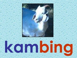 Perkataan digraf | PPT