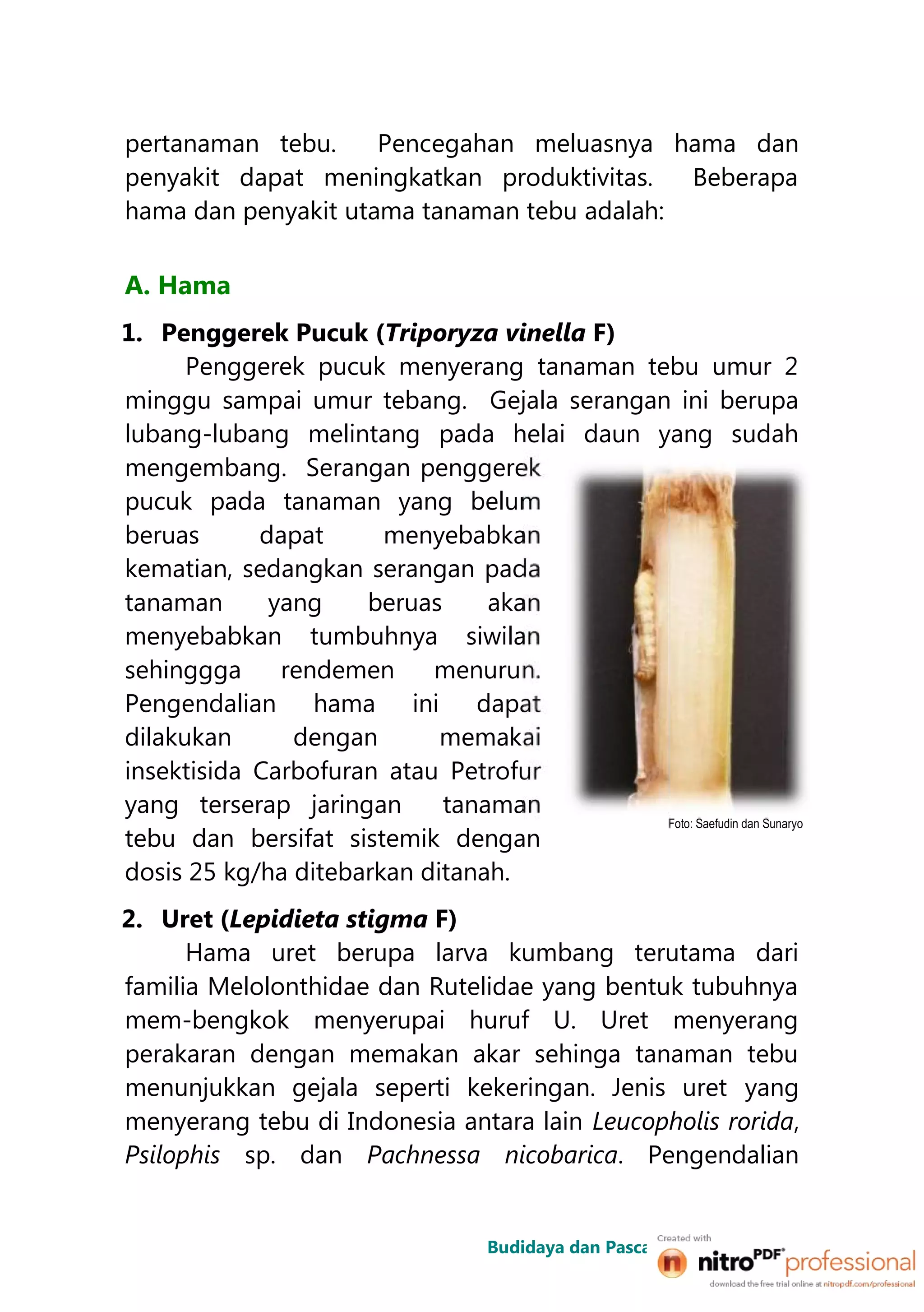 Perkebunan budidaya tebu | PDF