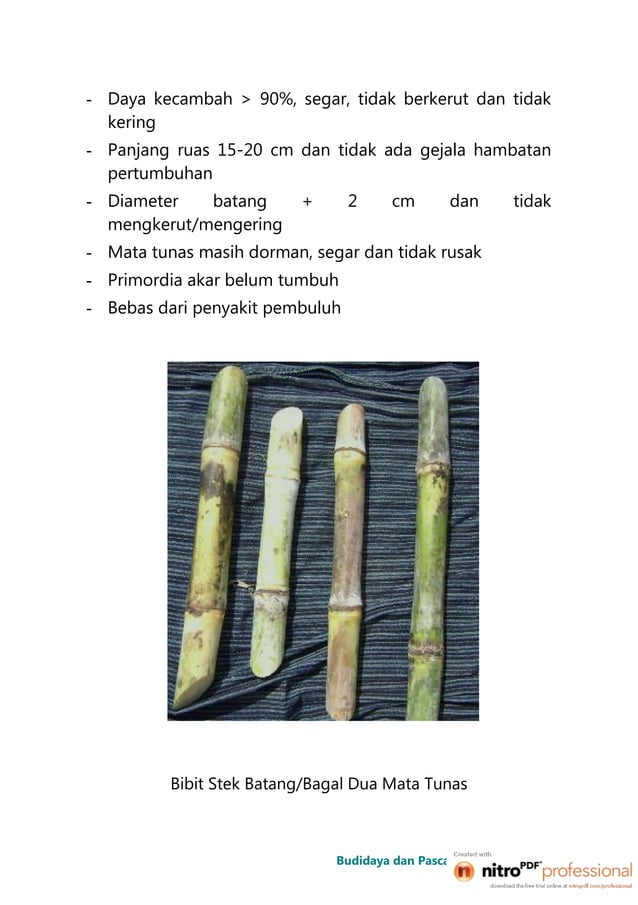 Perkebunan budidaya tebu | PDF