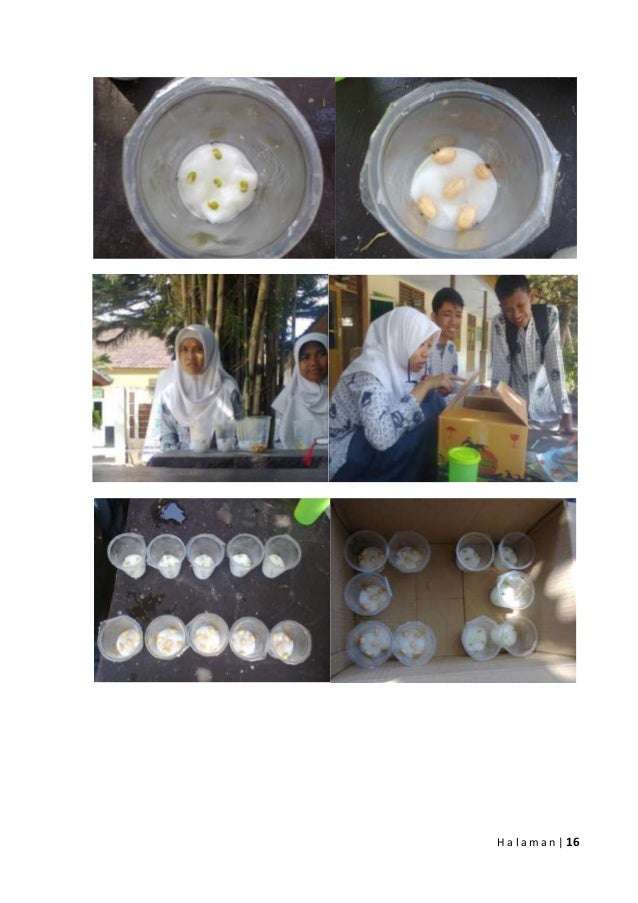 LAPORAN BIOLOGI : Pengaruh Cahaya terhadap Pertumbuhan dan Perkembang… LAPORAN BIOLOGI : Pengaruh Cahaya terhadap Pertumbuhan dan Perkembang…