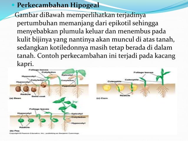 perkecambahan hipogeal dan epigeal | PPT
