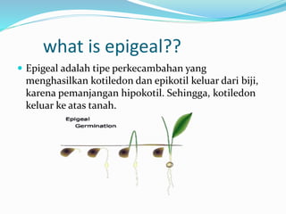perkecambahan hipogeal dan epigeal | PPT