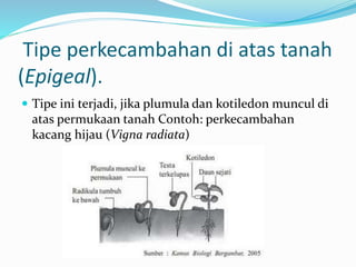 perkecambahan hipogeal dan epigeal | PPTX