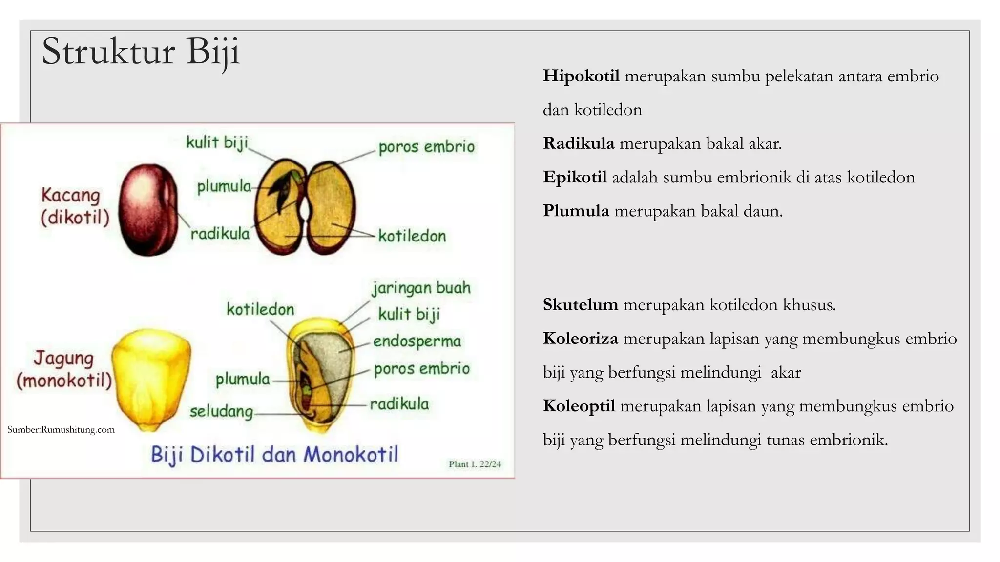 Perkembangan biji | PPTX