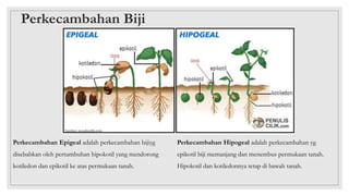 Perkembangan biji | PPTX
