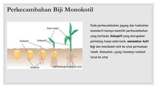 Perkembangan biji | PPTX