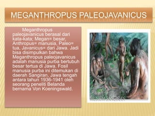 Perkembangan biologis manusia purba di indonesia | PPTX